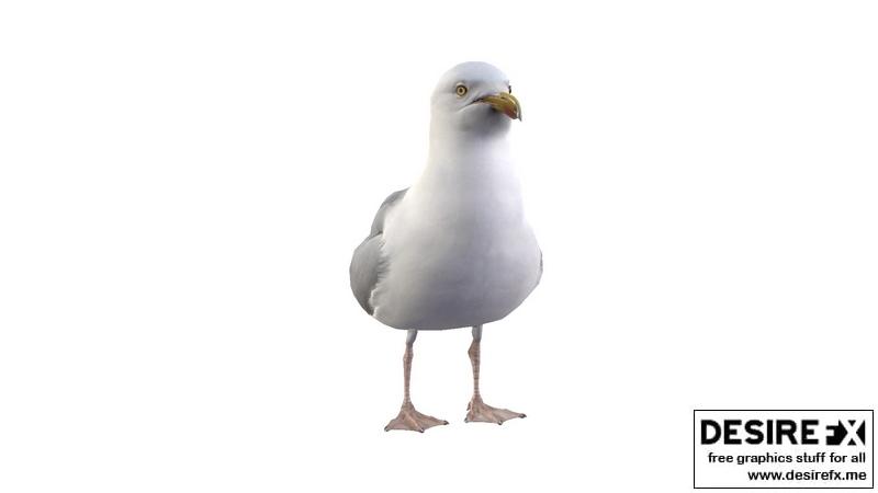 Desire FX 3d models | Seagull 3d model